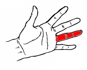 The cosine relates to the number of fingers above the bent finger and ...